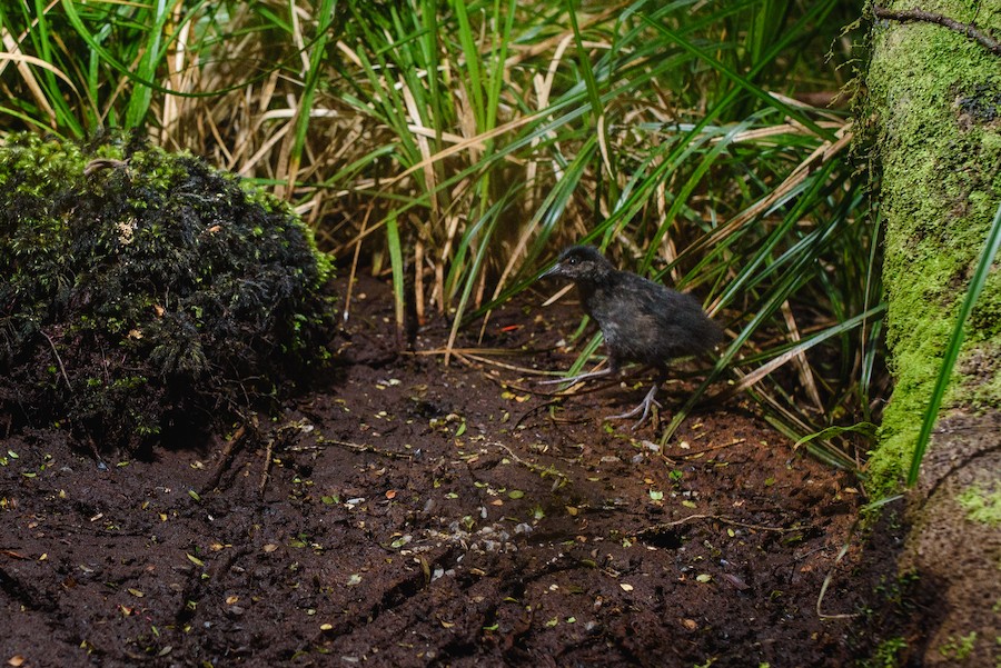 Auckland Islands Rail - eBird
