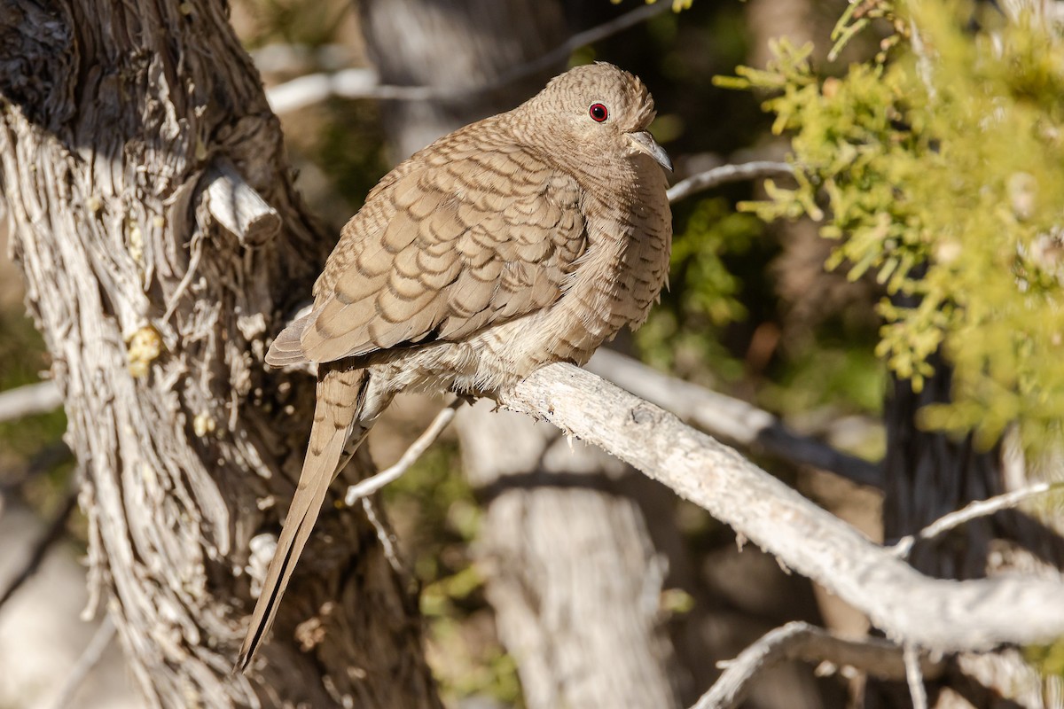 Great Backyard Bird Count Checklist - 18 Feb 2024 - Paradise--George ...