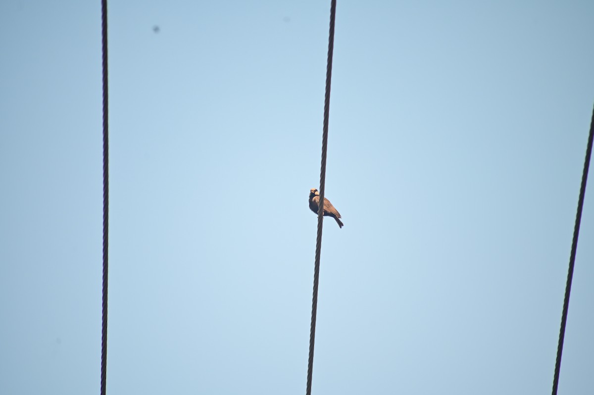 eBird India Checklist - 18 Feb 2024 - Back side of Parassery School ...