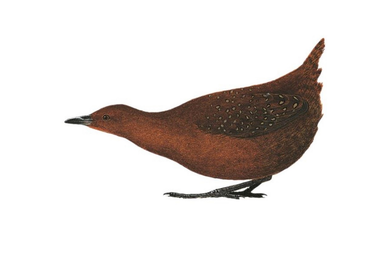 Mayr's Forest Rail - Rallicula mayri - Birds of the World