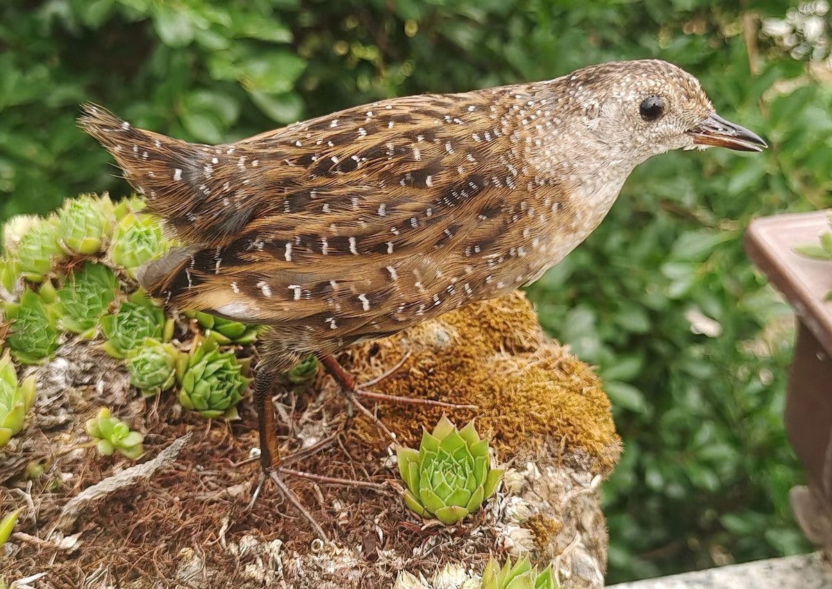 Swinhoe's Rail - Coturnicops exquisitus - Birds of the World