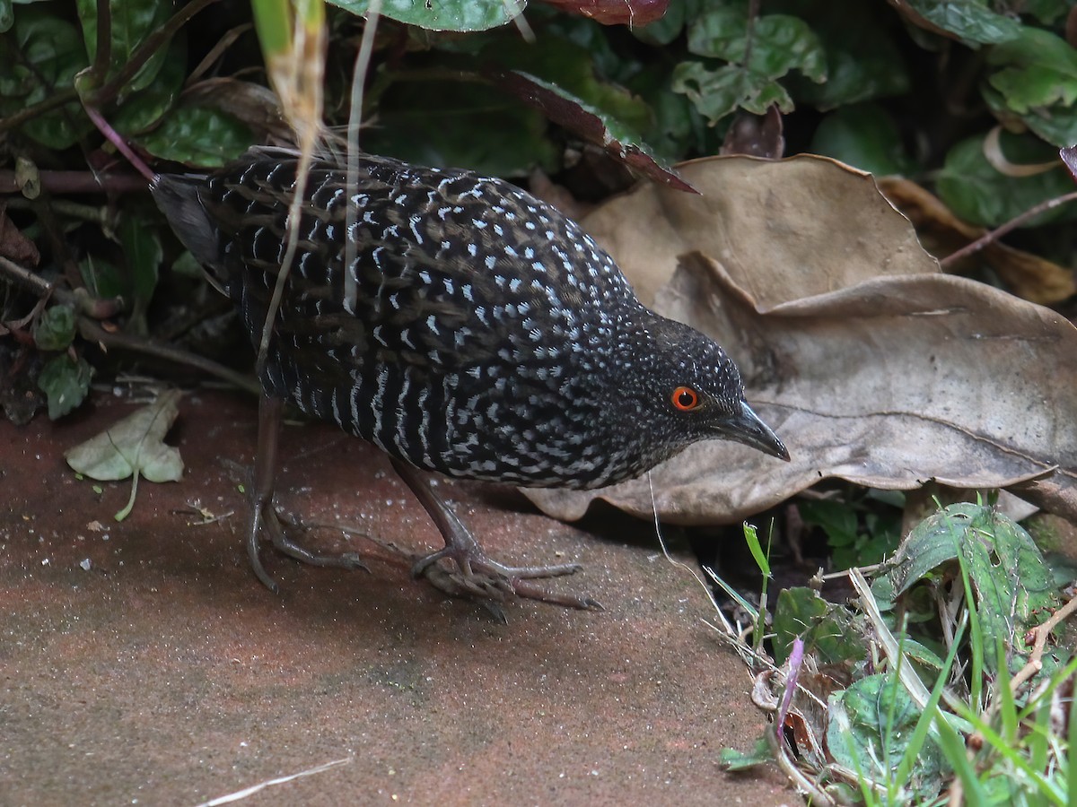 Speckled Rail - Laterallus notatus - Birds of the World