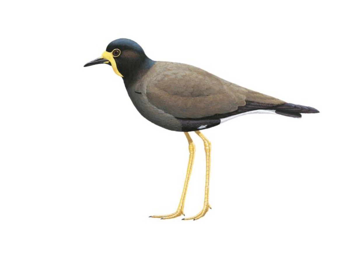 Javan Lapwing - Vanellus macropterus - Birds of the World