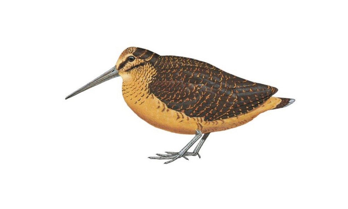 Sulawesi Woodcock - Scolopax celebensis - Birds of the World