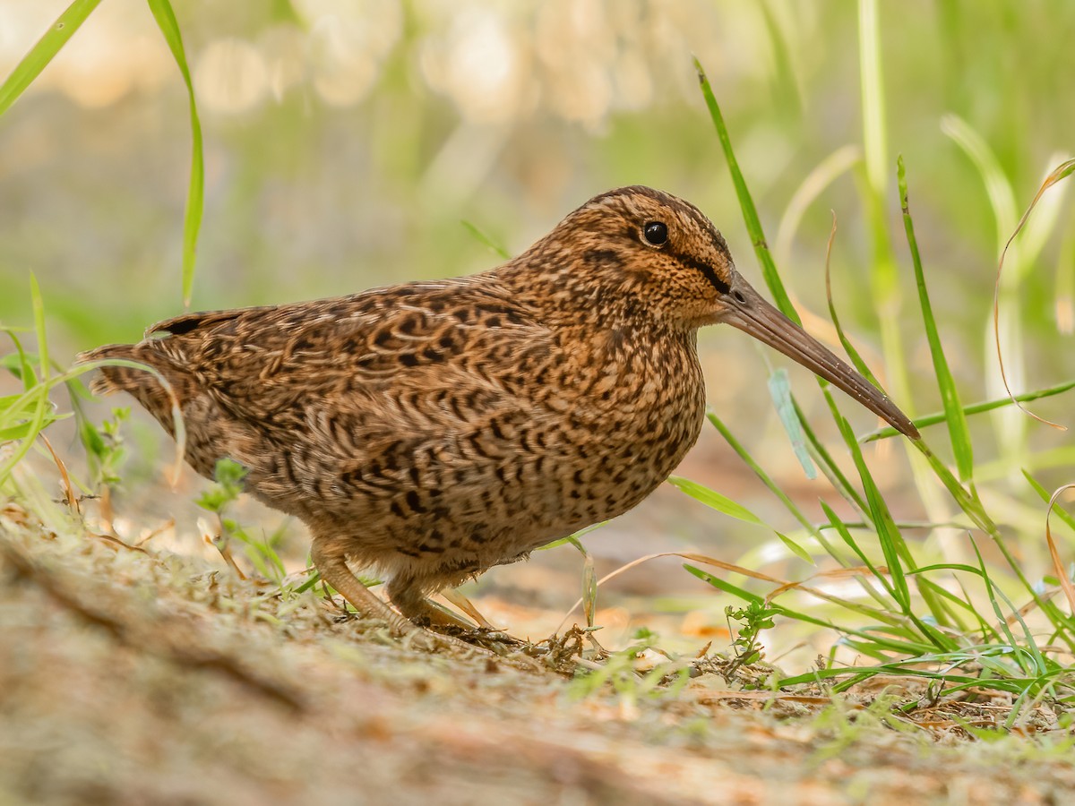 Snares Snipe - Coenocorypha huegeli - Birds of the World