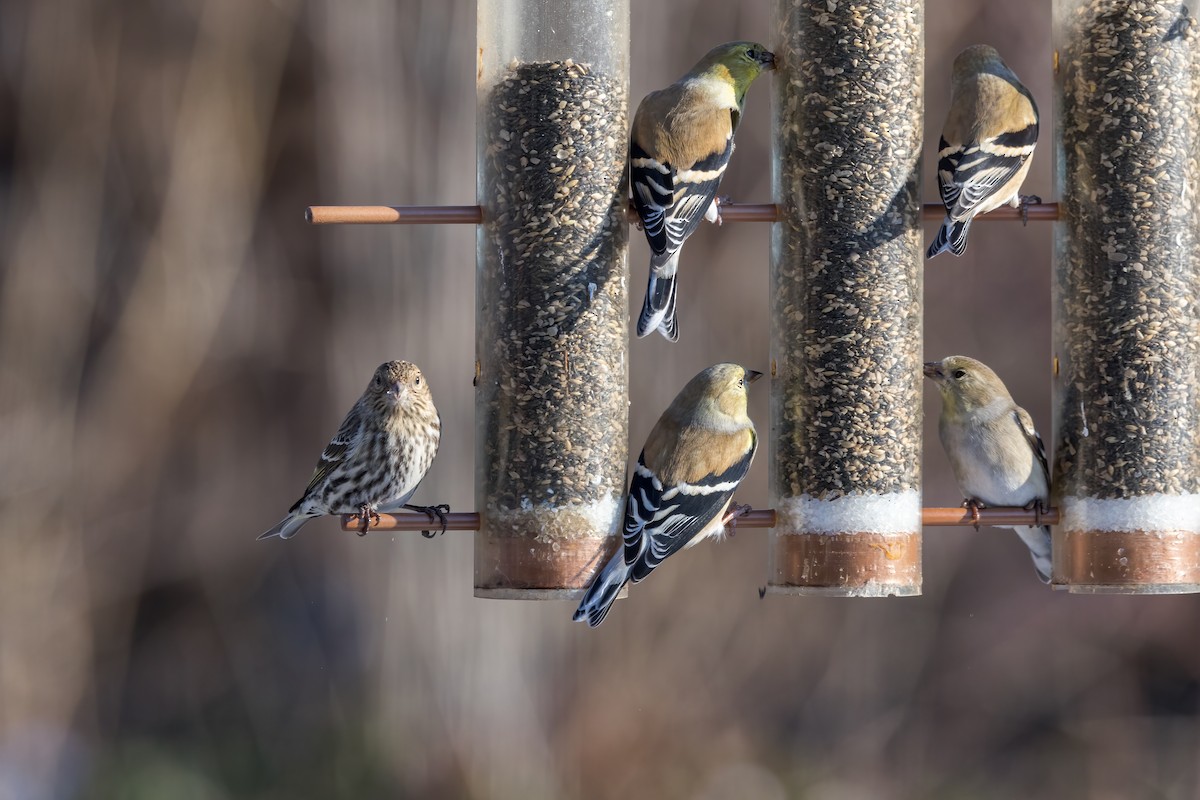 Pennsylvania Bird Atlas Checklist - 19 Feb 2024 - 950 Oakwood - 10 species