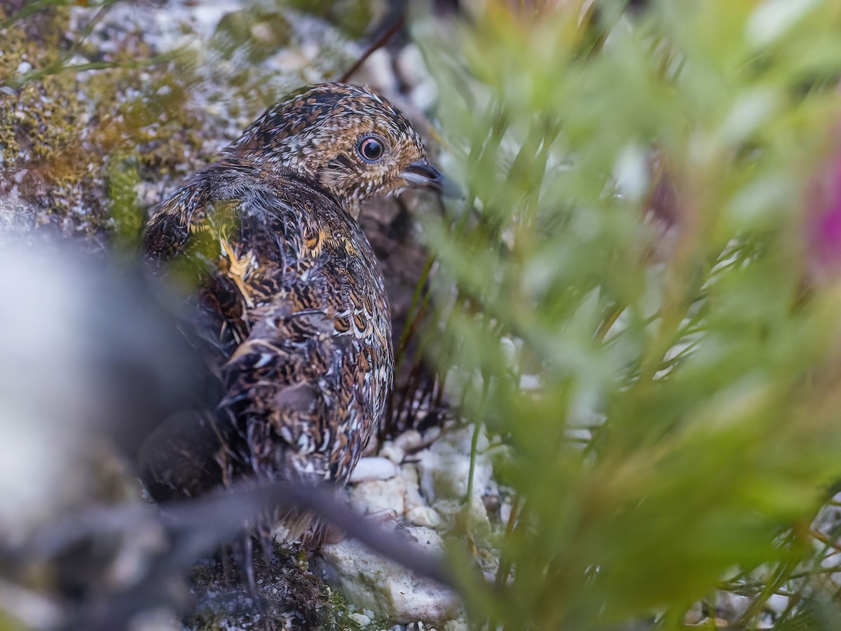 Fynbos Buttonquail - Turnix hottentottus - Birds of the World