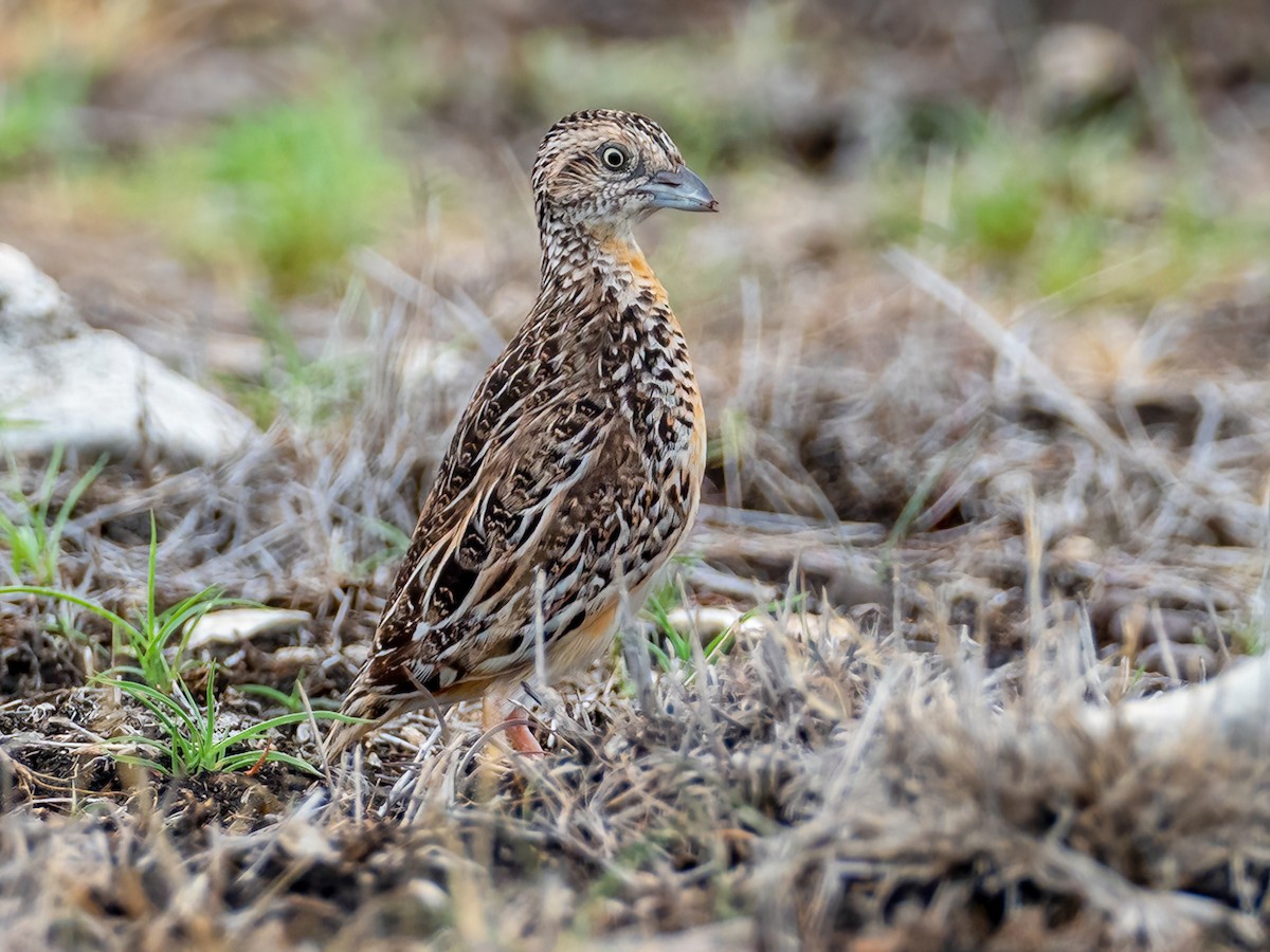 Sumba Buttonquail - Turnix everetti - Birds of the World