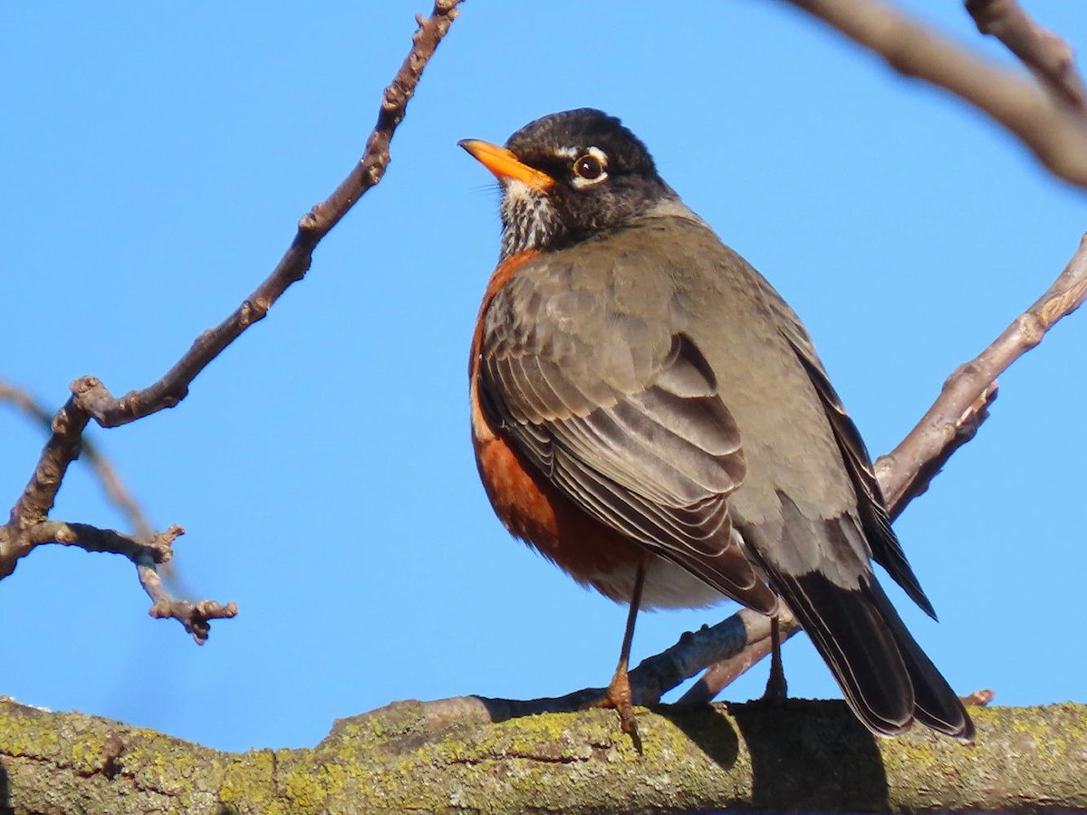 Pennsylvania Bird Atlas Checklist - 19 Feb 2024 - Country Road dead end near CSX Intermodel area ...