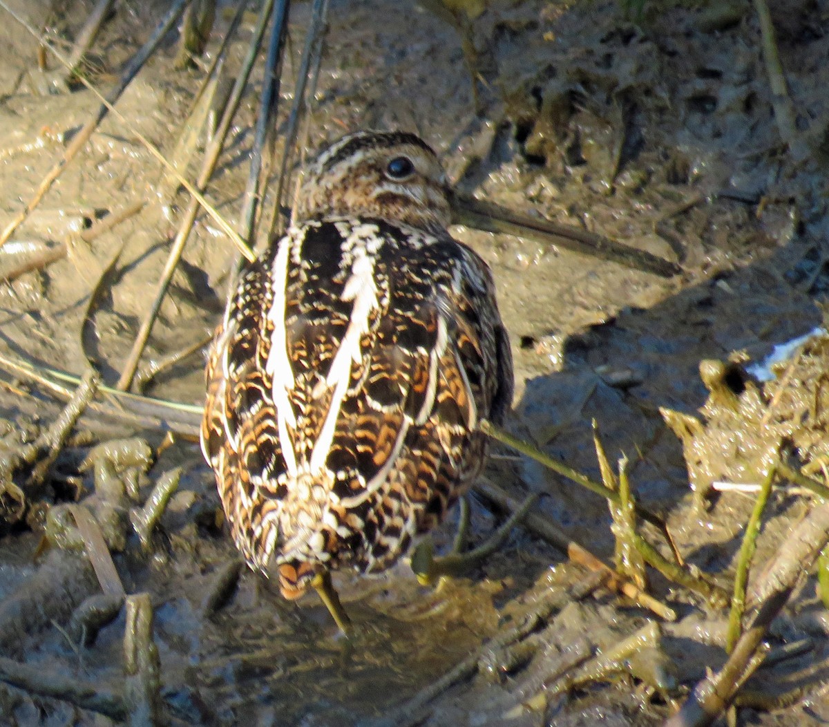 eBird Checklist - 19 Feb 2024 - Chesapeake Beach Railroad Trail - 32 ...