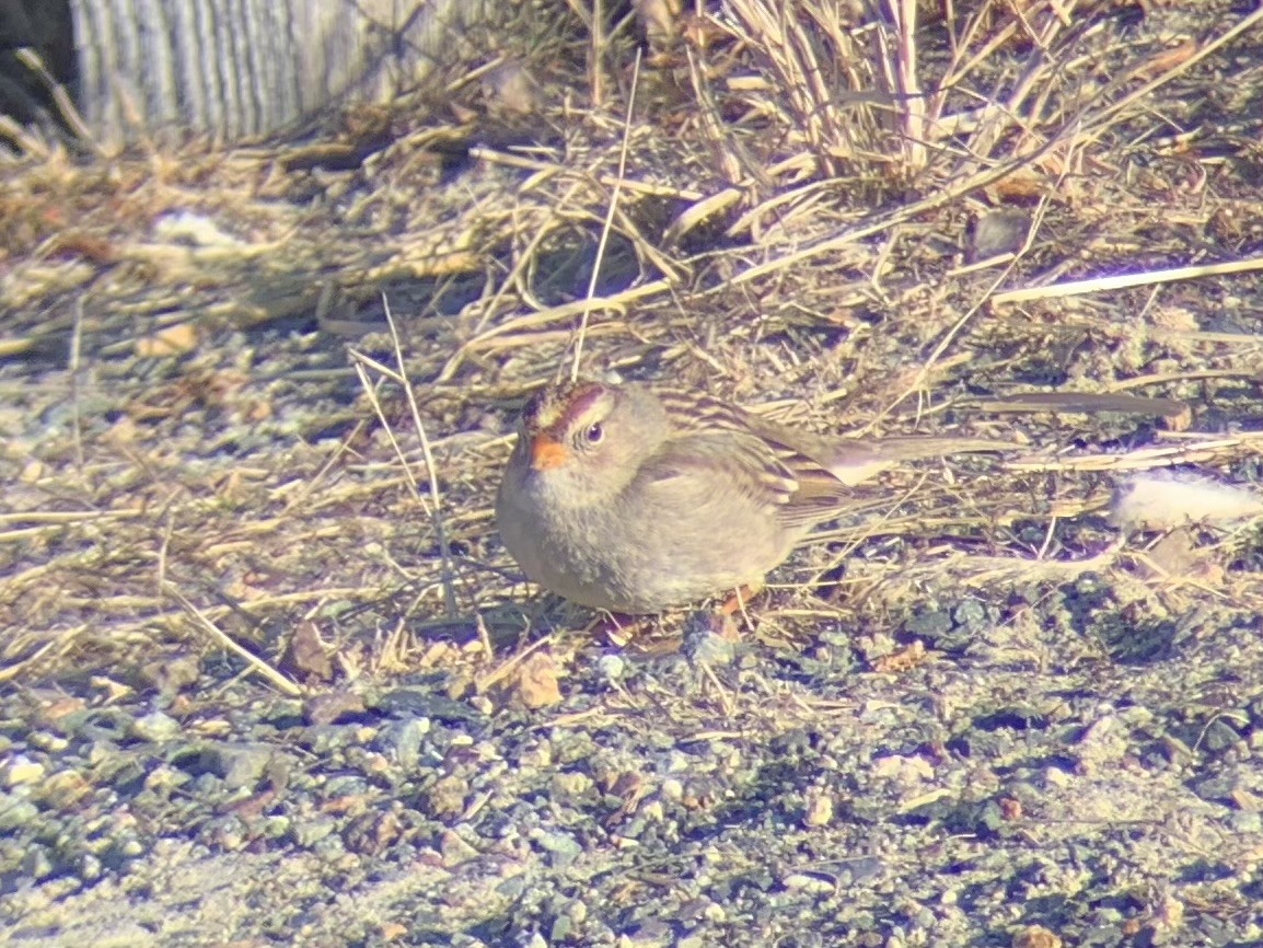 eBird Checklist - 19 Feb 2024 - Crane Beach (TTOR) - 21 species (+1 ...