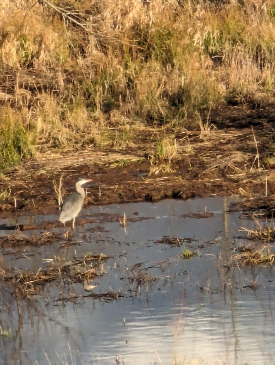 Great Backyard Bird Count Checklist - 17 Feb 2024 - Steigerwald Lake ...