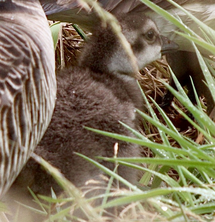 eBird Checklist - 18 Feb 2024 - Hakalau Forest NWR--Pua Akala Tract ...