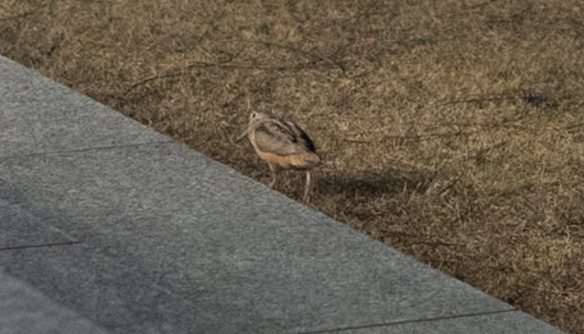 eBird Checklist - 18 Feb 2024 - 300 Atwater Street, Detroit, Michigan ...