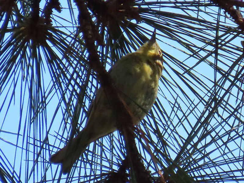 North Carolina Bird Atlas Checklist - 19 Feb 2024 - Cape Hatteras NS ...