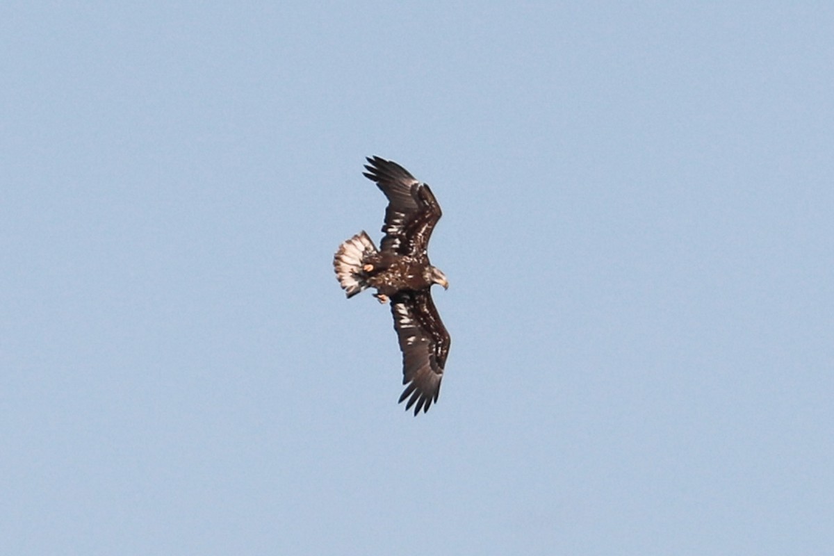 Pennsylvania Bird Atlas Checklist - 18 Feb 2024 - Bald Eagle SP--Woapalanne Trail - 4 species