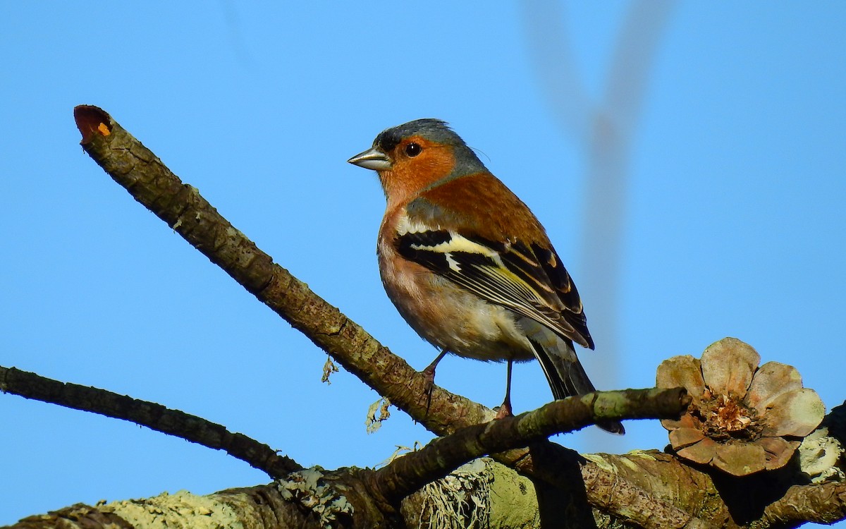 eBird Portugal Checklist - 19 Feb 2024 - PP Arriba Fóssil da Costa da ...