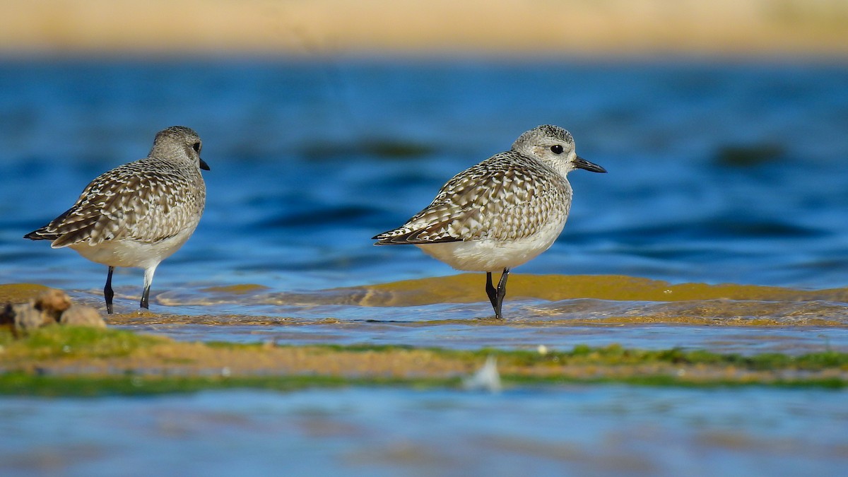 eBird Portugal Checklist - 19 Feb 2024 - Lagoa de Albufeira--Lagoa ...