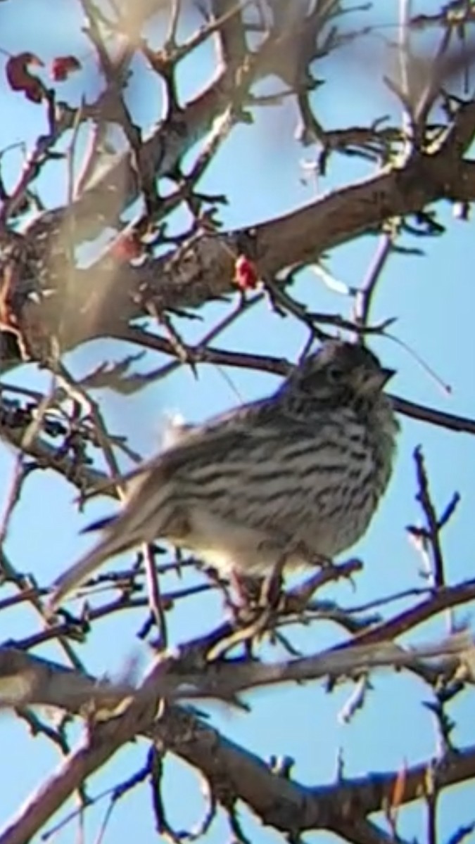 eBird Checklist - 19 Feb 2024 - Edmonton--Forest Heights Park - 11 species
