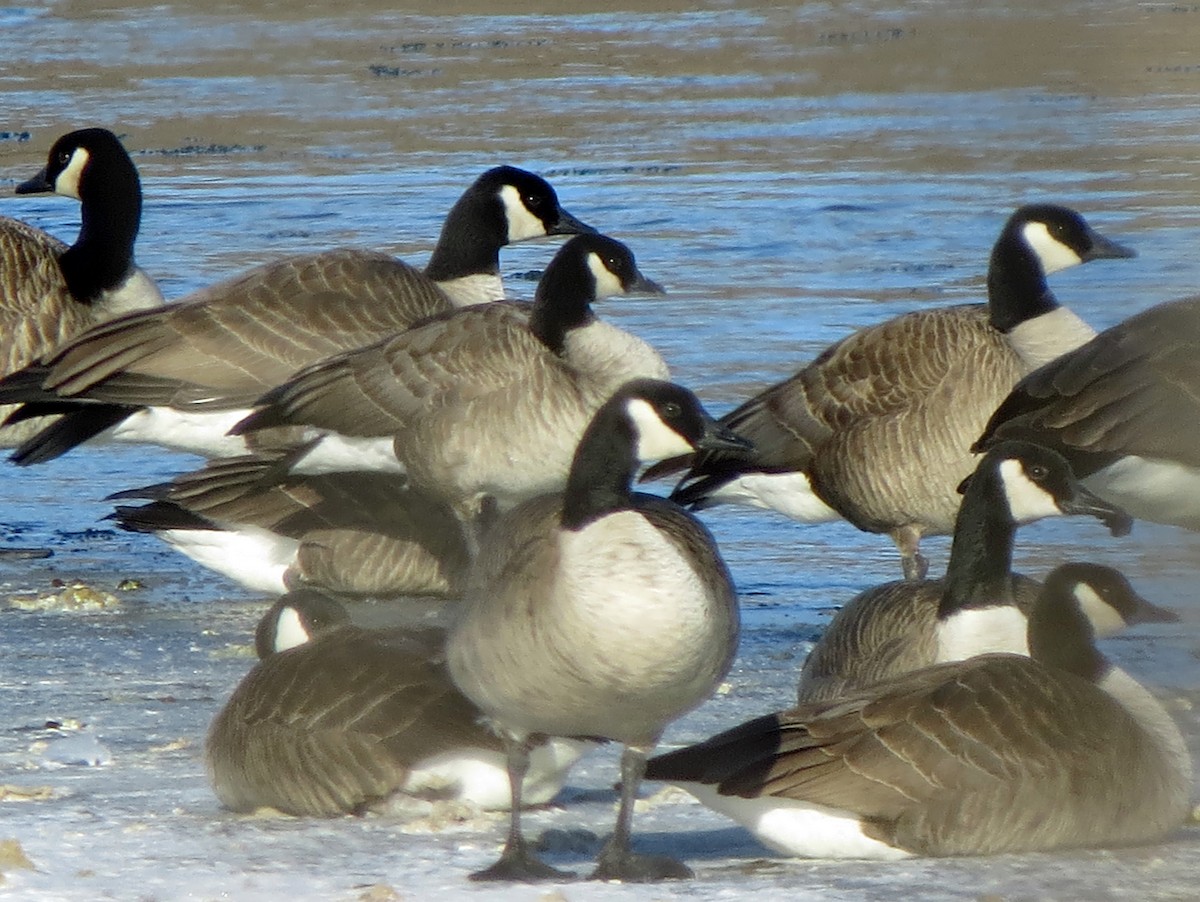 eBird Checklist - 19 Feb 2024 - Wyndham-Carseland Provincial Park - 19 ...