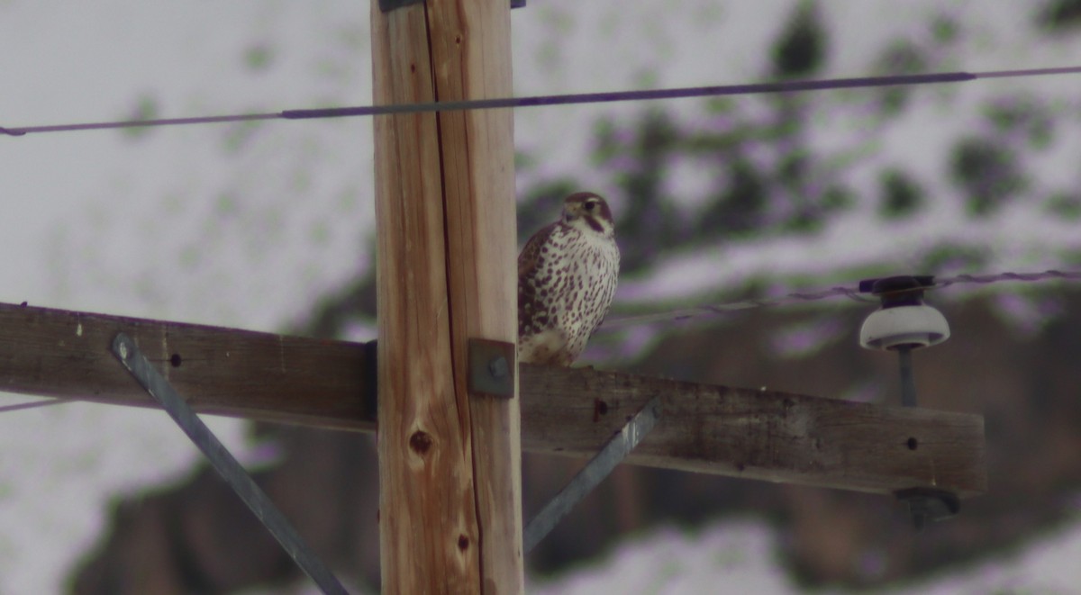 eBird Checklist - 19 Feb 2024 - SH-28, Monteview US-ID 44.13124, -112. ...