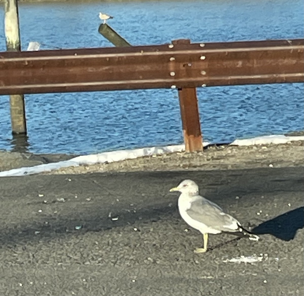 eBird Checklist - 19 Feb 2024 - Cummings Park - 1 species