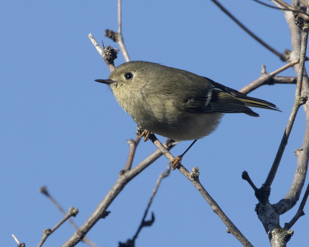 eBird Checklist - 19 Feb 2024 - Stillhouse Hollow Lake- Chalk Ridge ...