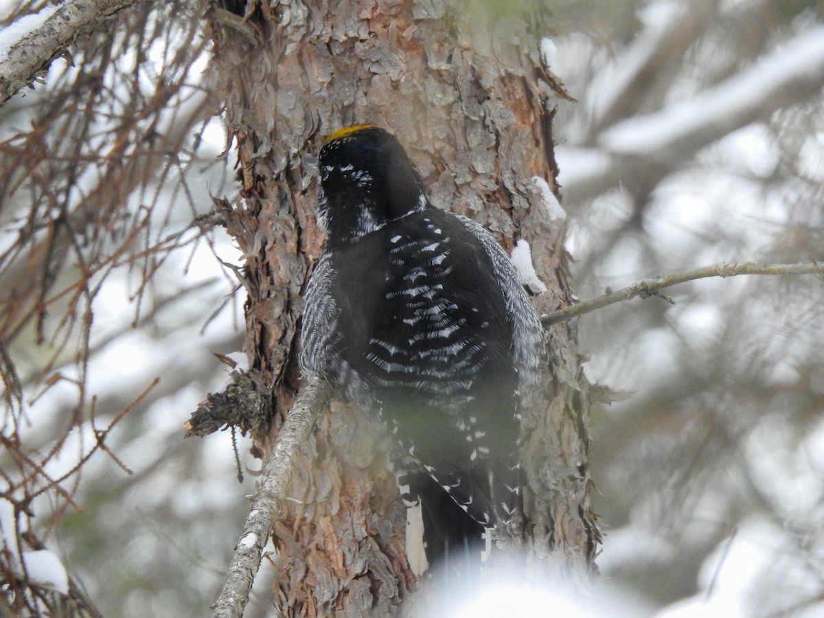 eBird Checklist - 19 Feb 2024 - South Porcupine--Bart Thompson Trail ...