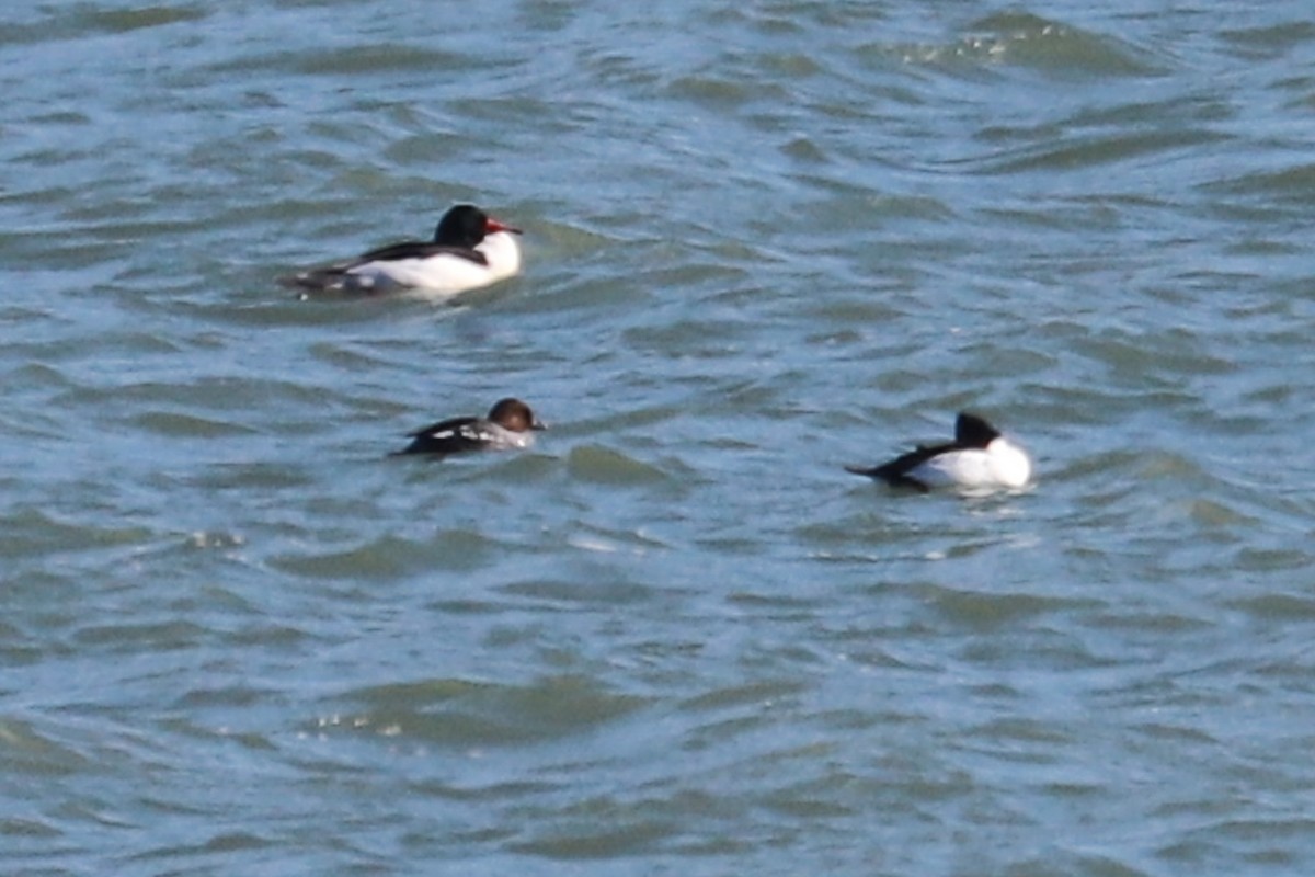 Pennsylvania Bird Atlas Checklist - 18 Feb 2024 - Bald Eagle SP--Rte. 150 Overlook - 3 species