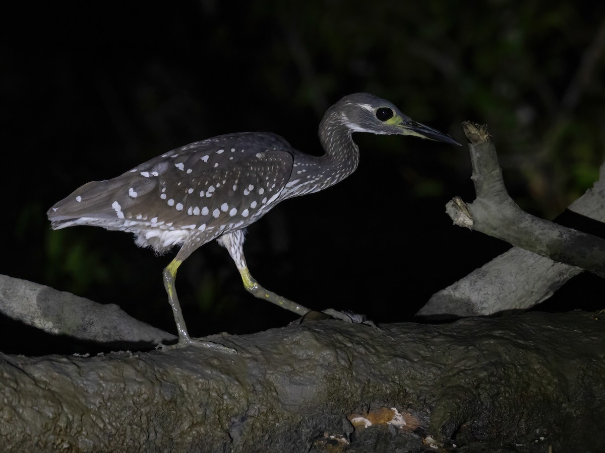 White-eared Night Heron - Oroanassa magnifica - Birds of the World