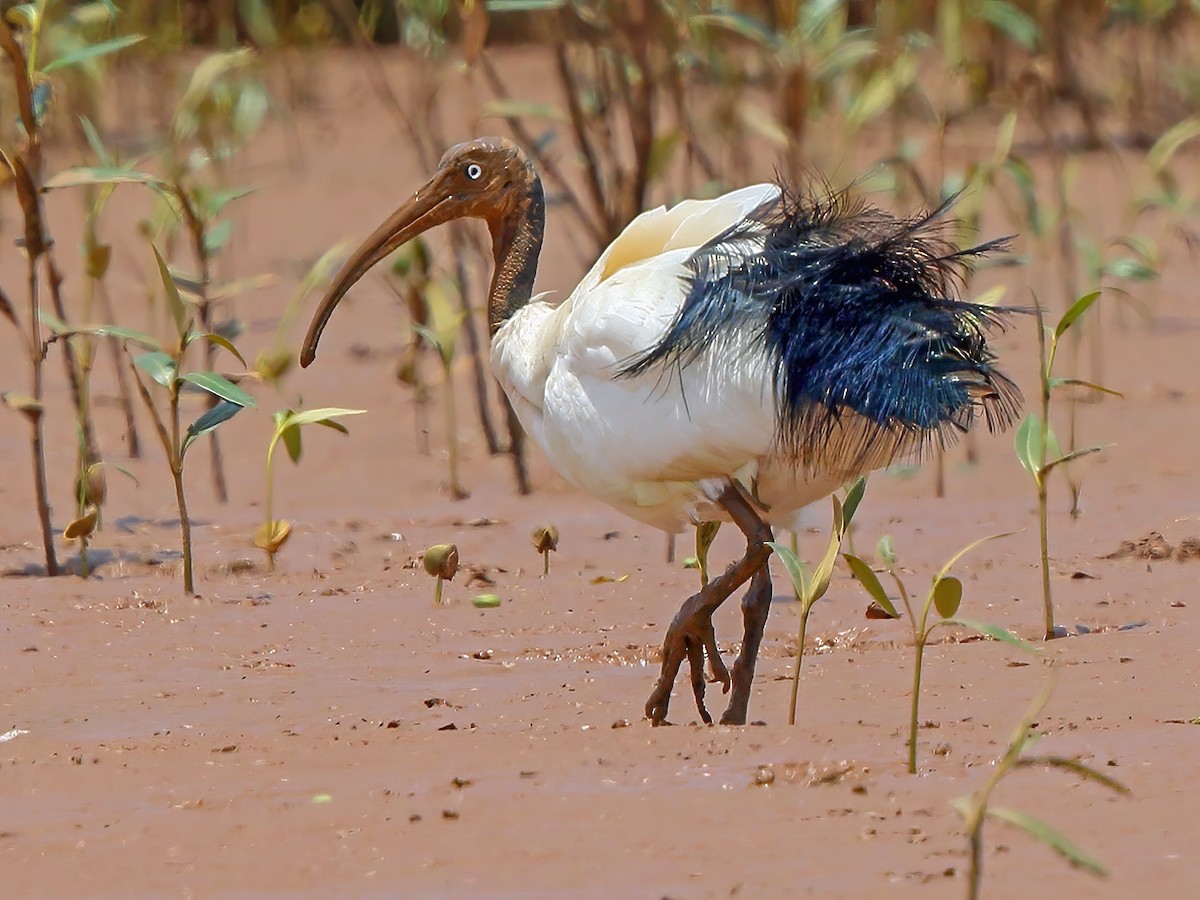 Malagasy Sacred Ibis - Threskiornis bernieri - Birds of the World
