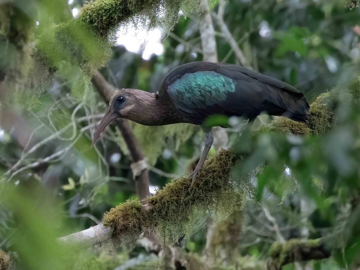 Olive Ibis - Bostrychia olivacea - Birds of the World
