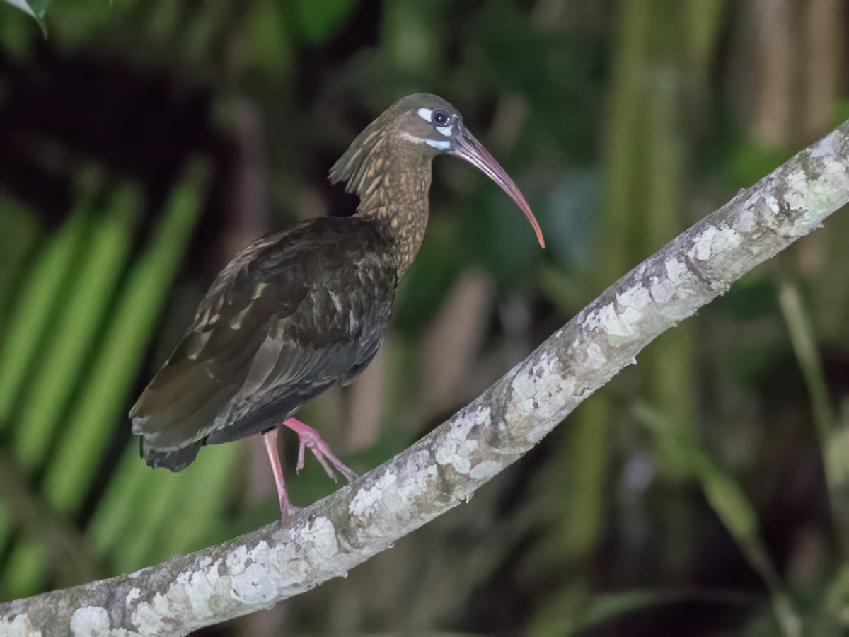 Spot-breasted Ibis - Bostrychia rara - Birds of the World