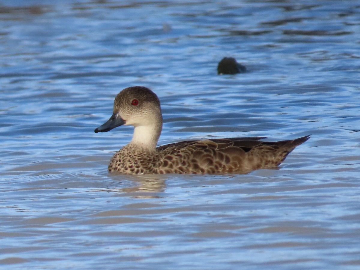 eBird Checklist - 20 Feb 2024 - 871 Dookie Rd - 19 species