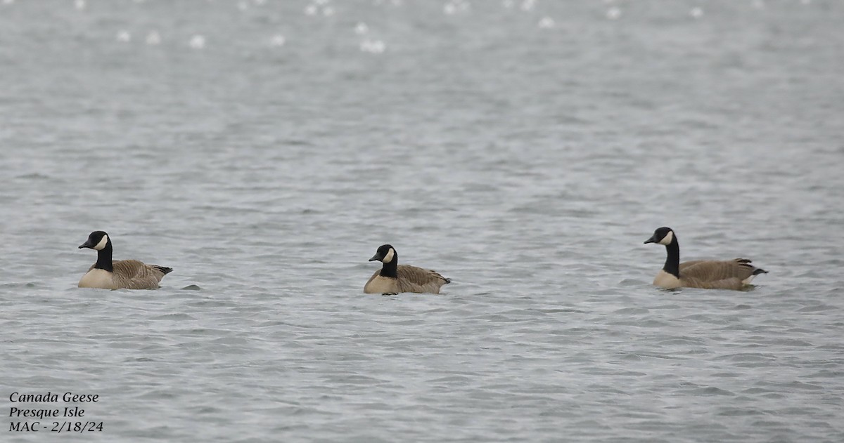 eBird Checklist - 18 Feb 2024 - Presque Isle SP (IBA) - 15 species