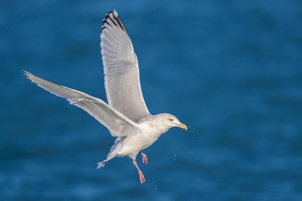 American Herring x Glaucous Gull (hybrid) - eBird