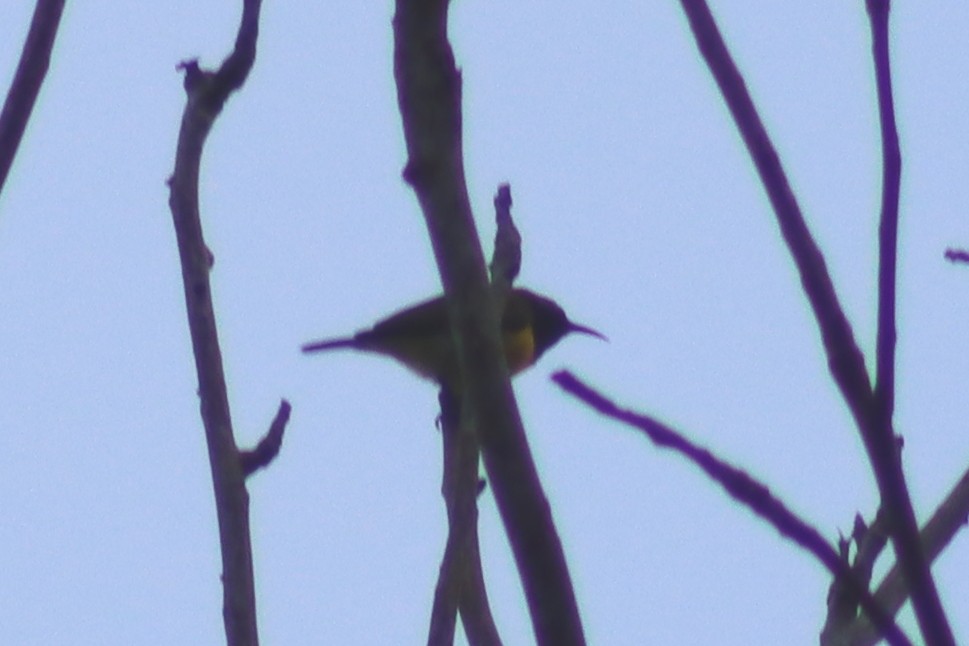 eBird Checklist - 20 Feb 2024 - Sallas Park, Bago City - 14 species (+1 ...