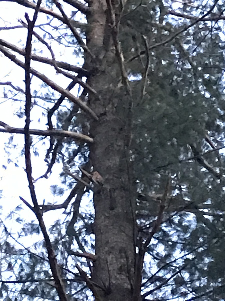 eBird Checklist - 19 Feb 2024 - Canco Woods, Portland - 2 species