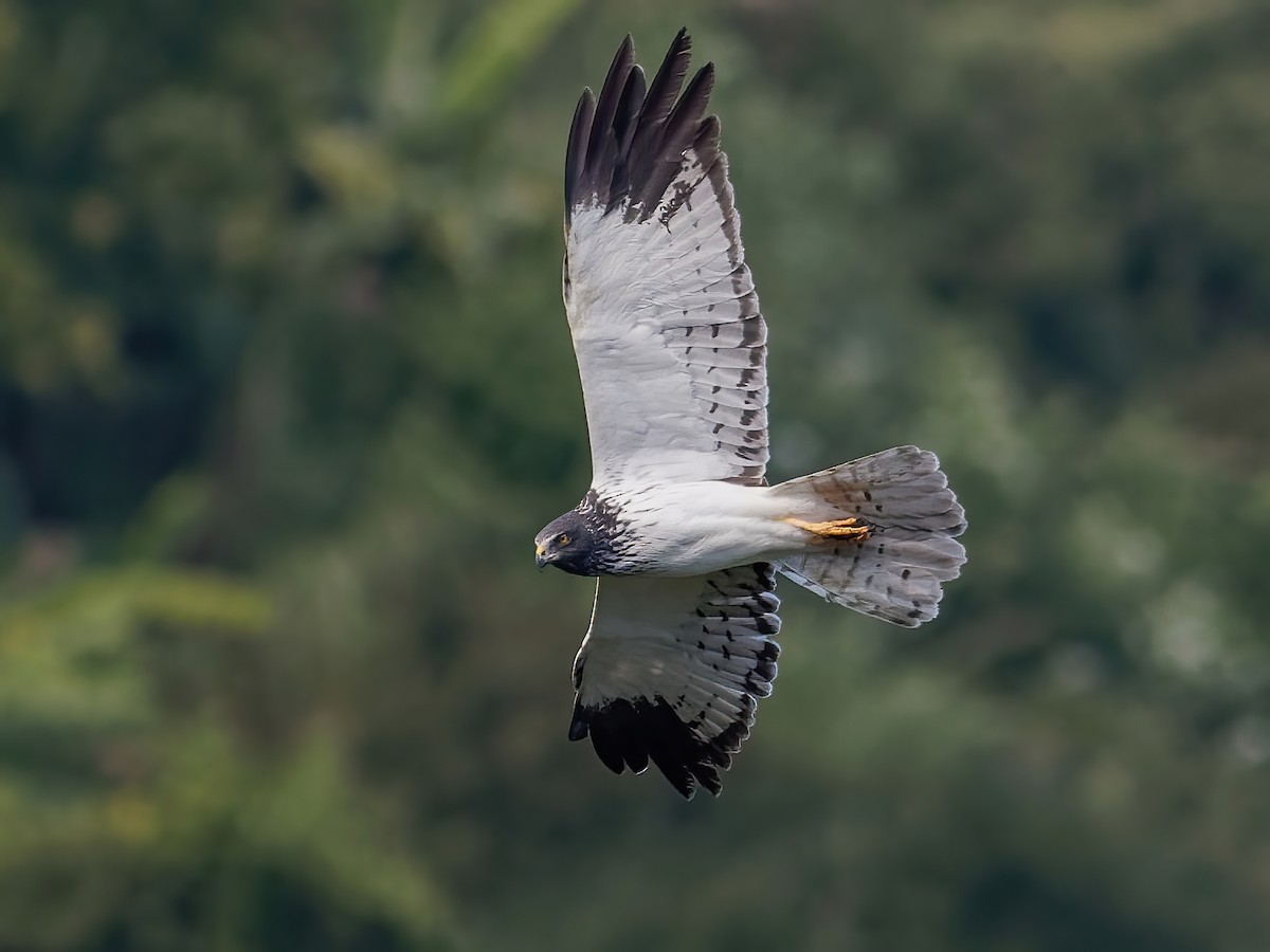 Reunion Harrier - Circus maillardi - Birds of the World