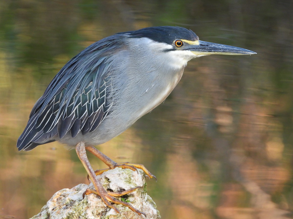 Israel Breeding Bird Atlas Checklist - 20 Feb 2024 - Rosh Tzippor ...