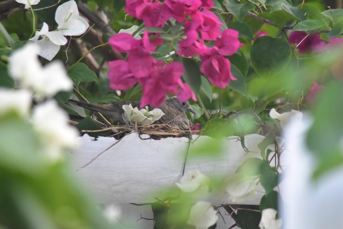 eBird Checklist - 20 Feb 2024 - Datu Odin Sinsuat, Maguindanao del ...