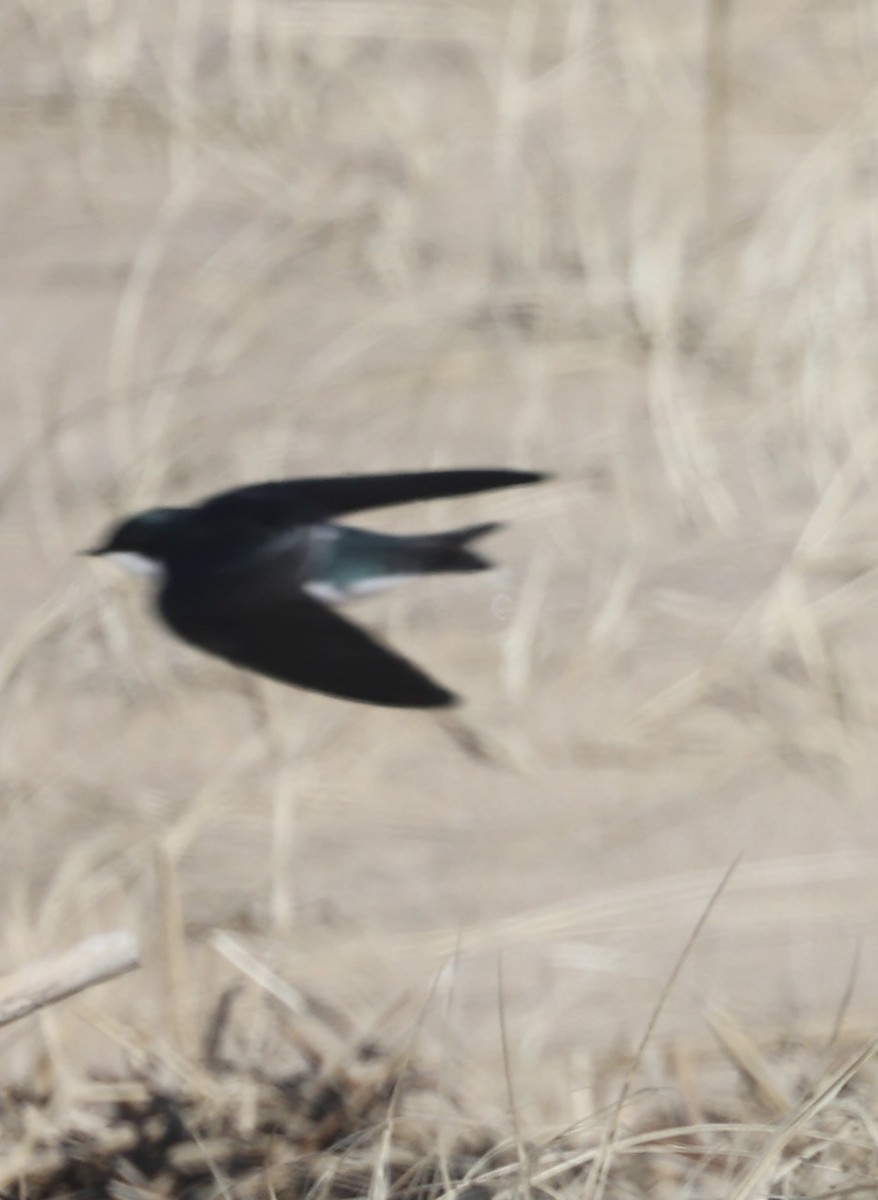 Mass Audubon eBird Checklist - 19 Feb 2024 - Race Point Beach ...