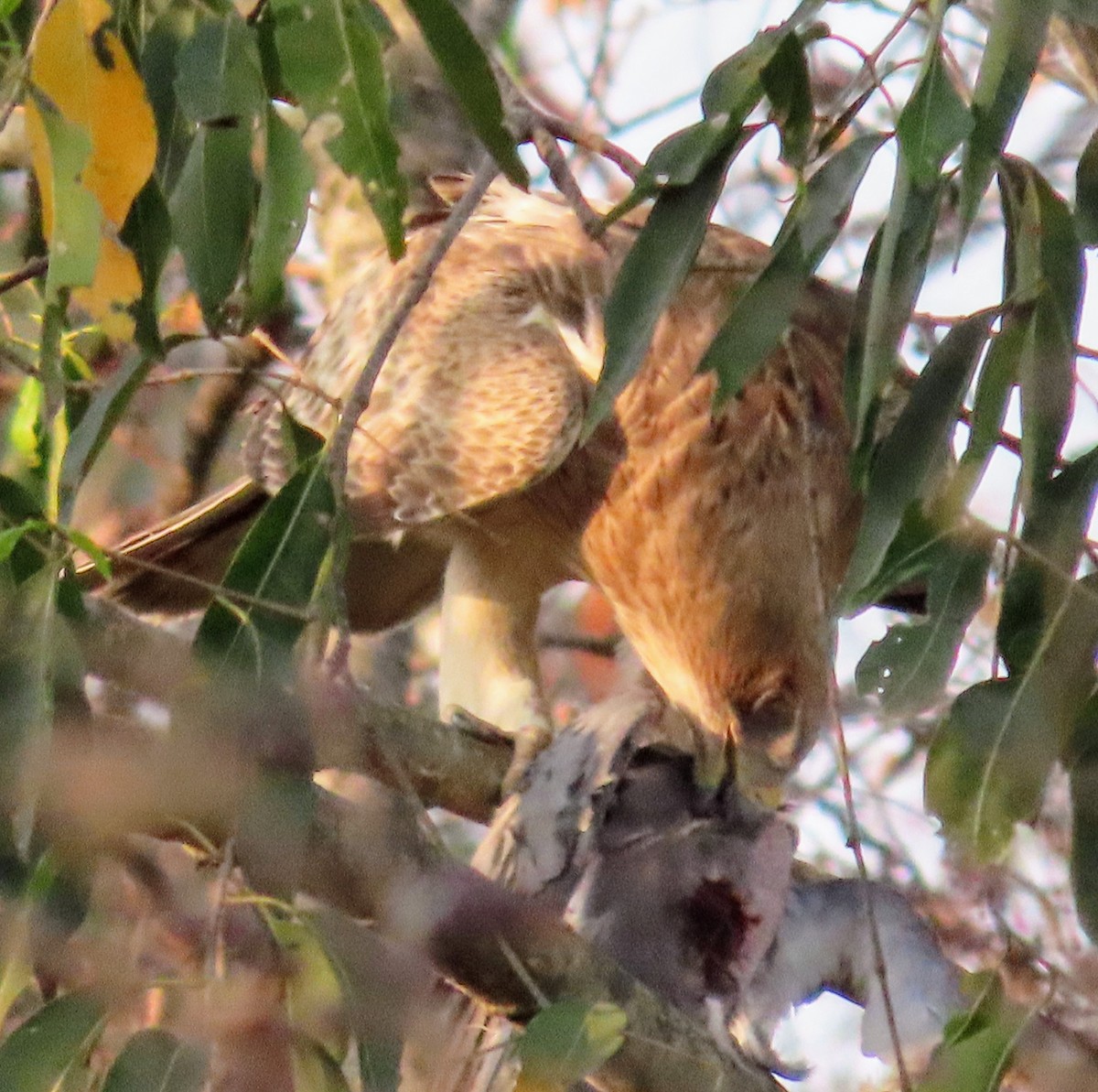 eBird India Checklist - 18 Feb 2024 - GKVK Campus - 45 species