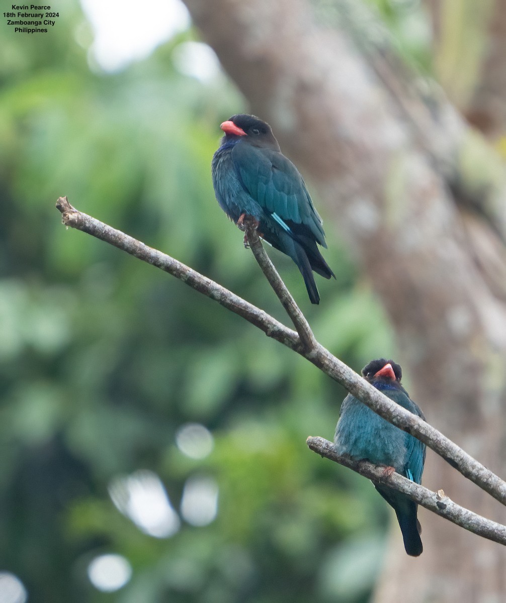 ML615093127 - Dollarbird - Macaulay Library