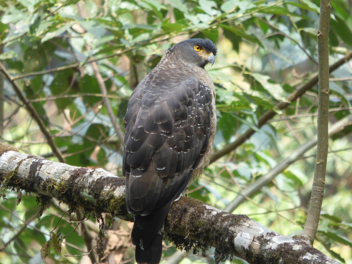 eBird Checklist - 13 Feb 2024 - Lava--General Area KP - 32 species (+1 ...