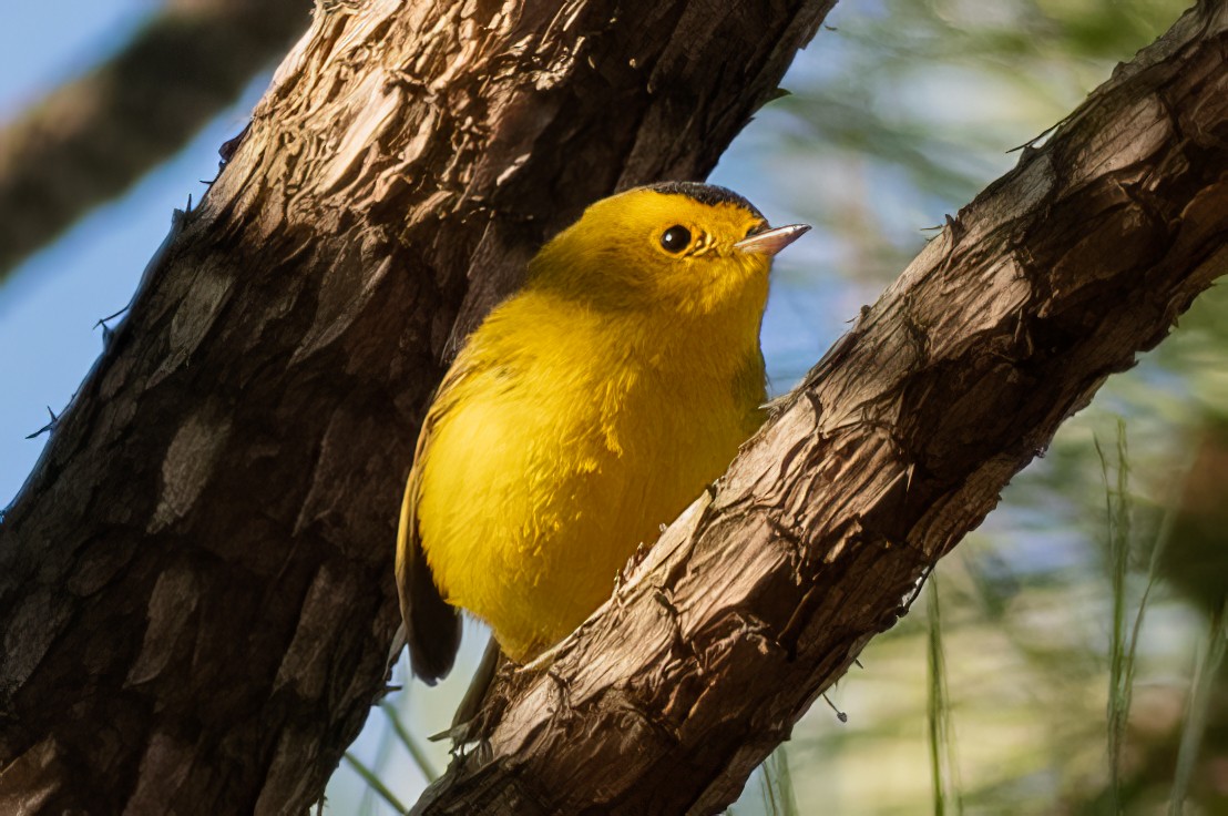 eBird Checklist - 20 Feb 2024 - Schenck Forest - 25 species