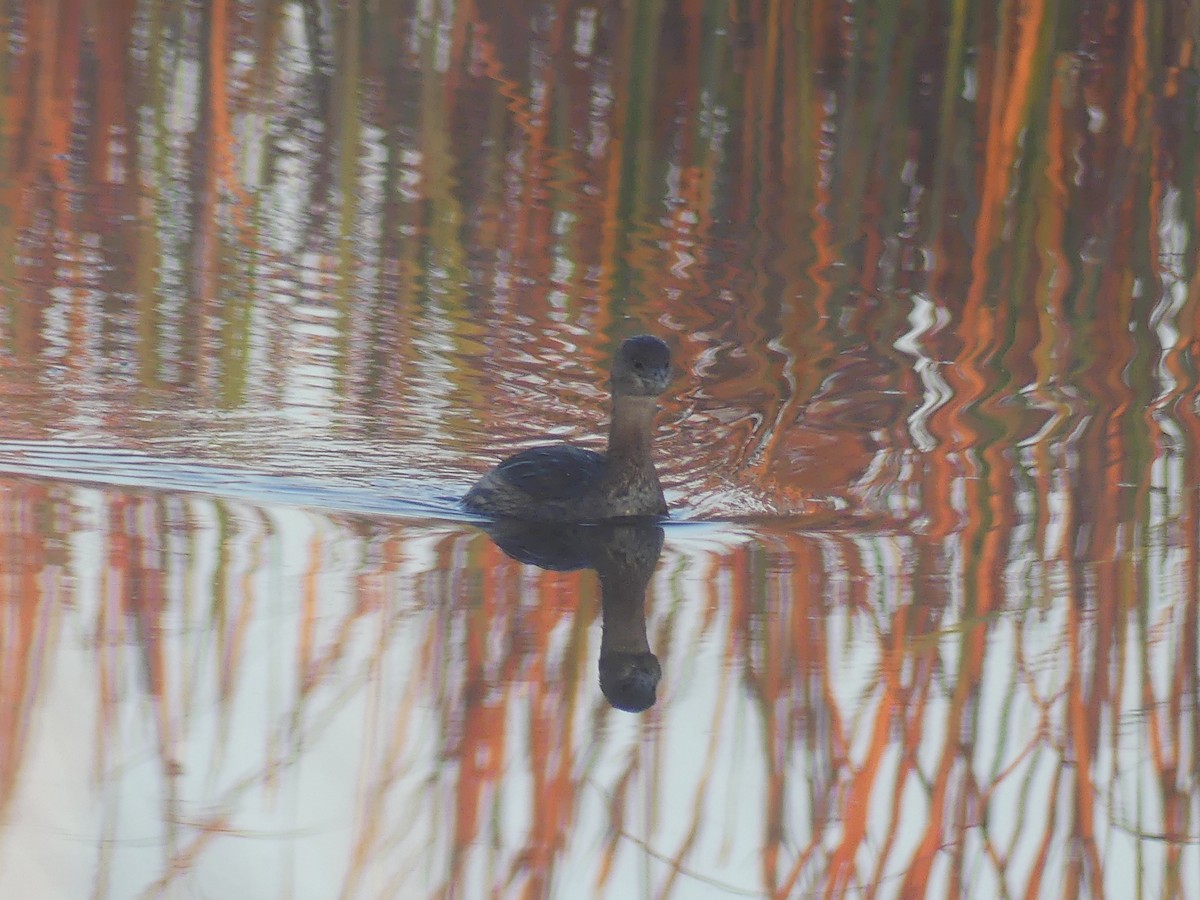 eBird Checklist - 20 Feb 2024 - Lake Woodruff NWR - 41 species