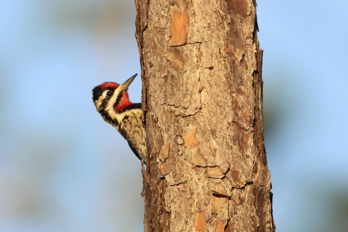 eBird Checklist - 20 Feb 2024 - Flint Pen Strand--Vincent Road - 44 species