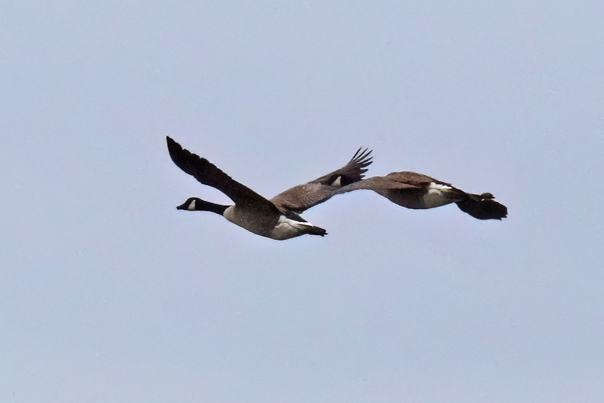 eBird Checklist - 19 Nov 2009 - Miranda Shorebird Centre (Hides, ponds ...