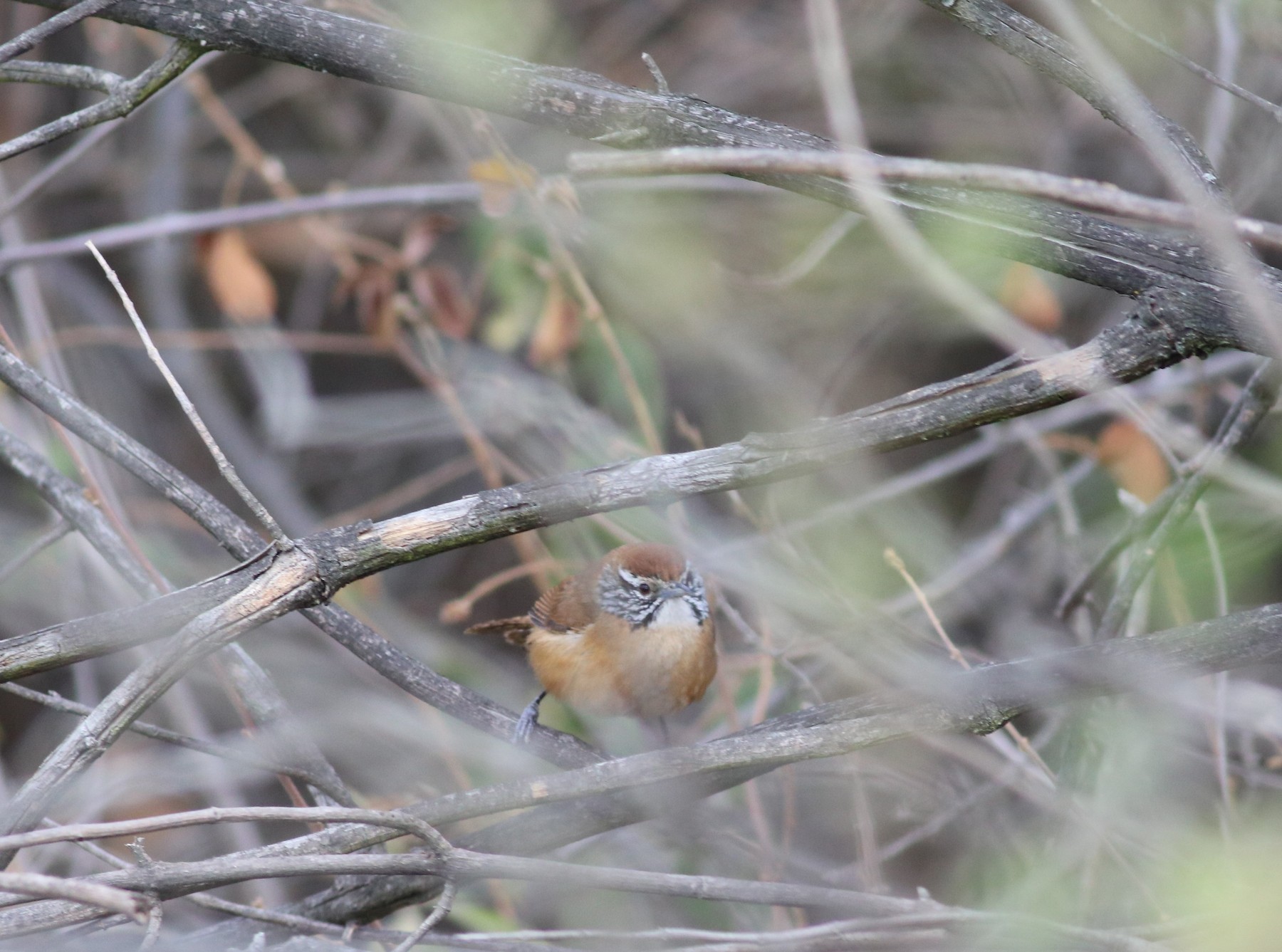 Happy Wren (Mainland) - eBird